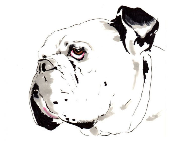 Pooches and Prints from Jo Chambers - Pattern Observer