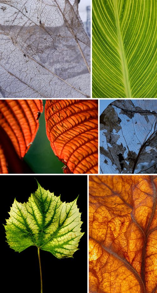 Found Patterns: Leaf Veins - Pattern Observer