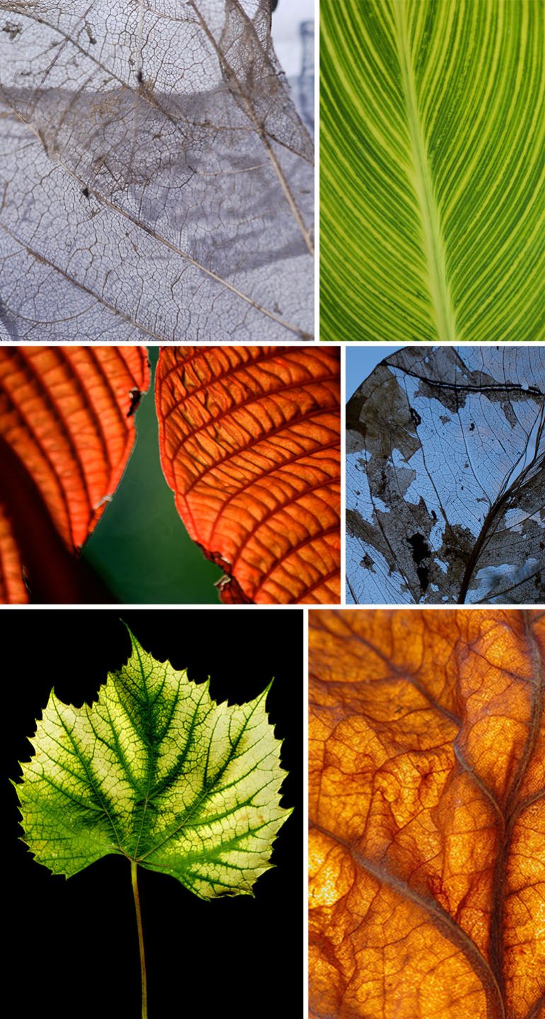 Found Patterns: Leaf Veins - Pattern Observer