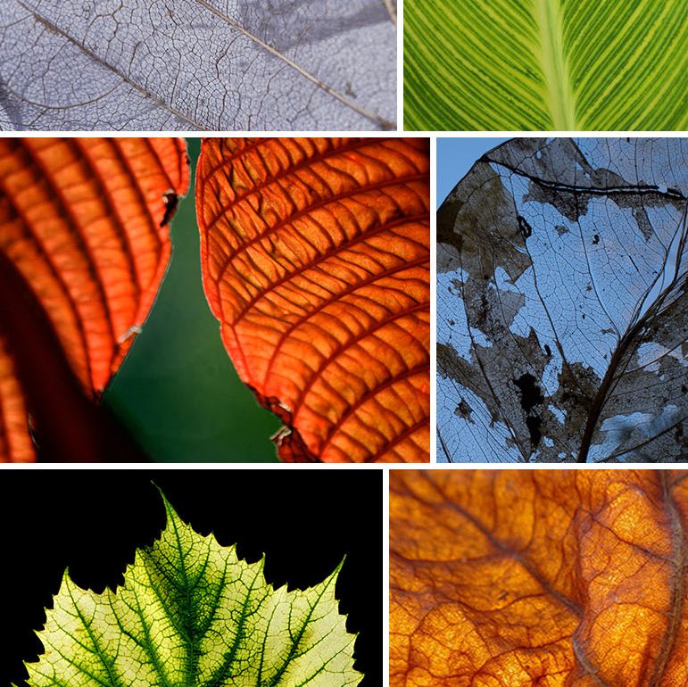 Found Pattern: The Garden - Pattern Observer