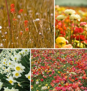 Found Pattern: Flower Fields - Pattern Observer