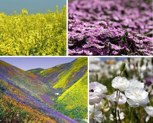 Found Pattern: Flower Fields - Pattern Observer