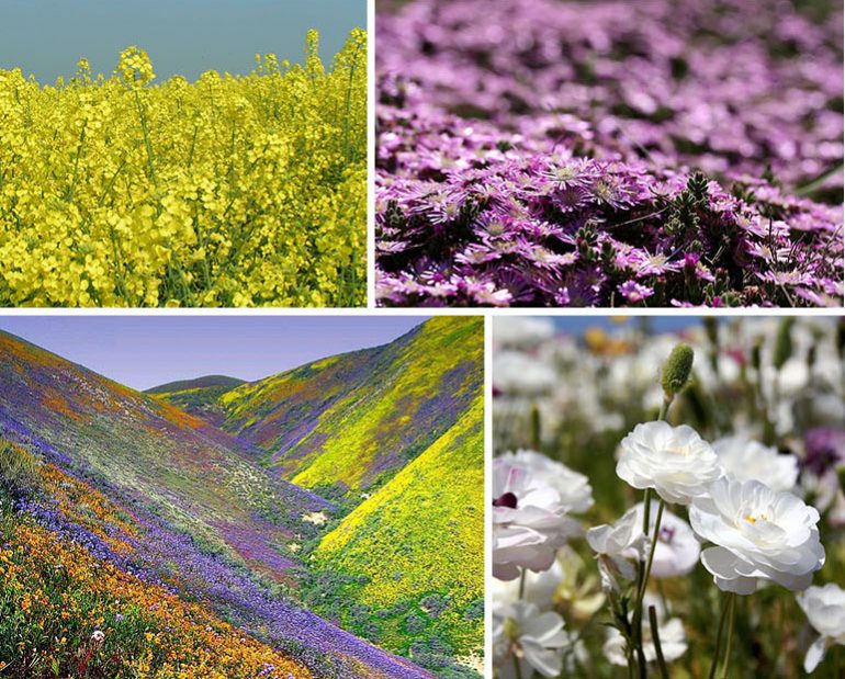 Found Pattern: Flower Fields - Pattern Observer