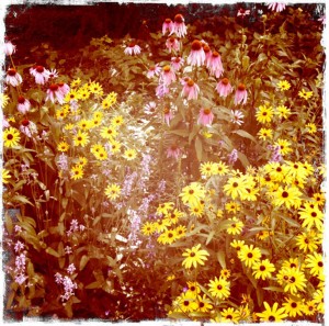 Found Pattern: The Garden - Pattern Observer