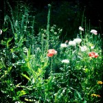 Found Pattern: The Garden - Pattern Observer