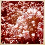 Found Pattern: The Garden - Pattern Observer