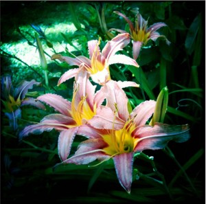 Found Pattern: The Garden - Pattern Observer