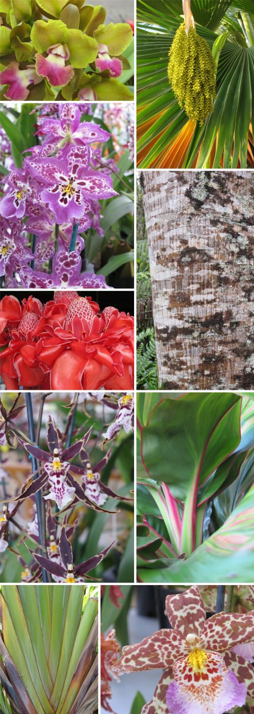 Found Pattern: Treasure Island - Pattern Observer