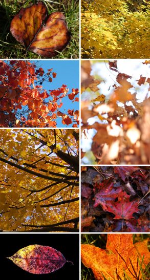 Found Patterns: Fall Leaves - Pattern Observer