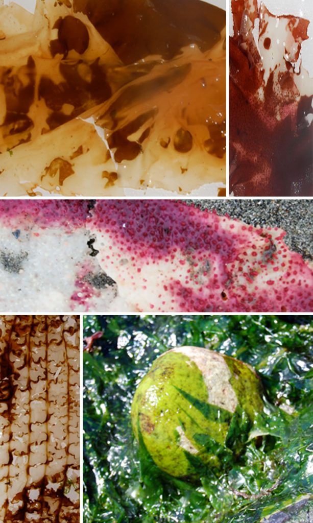 Found Patterns: Kelp - Pattern Observer