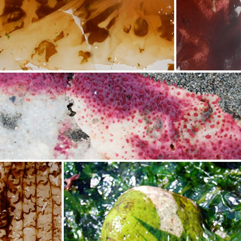 Found Patterns Archives - Page 7 of 11 - Pattern Observer