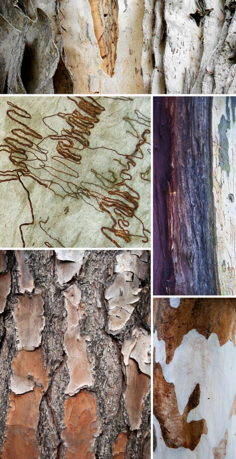 Found Patterns: Bark - Pattern Observer