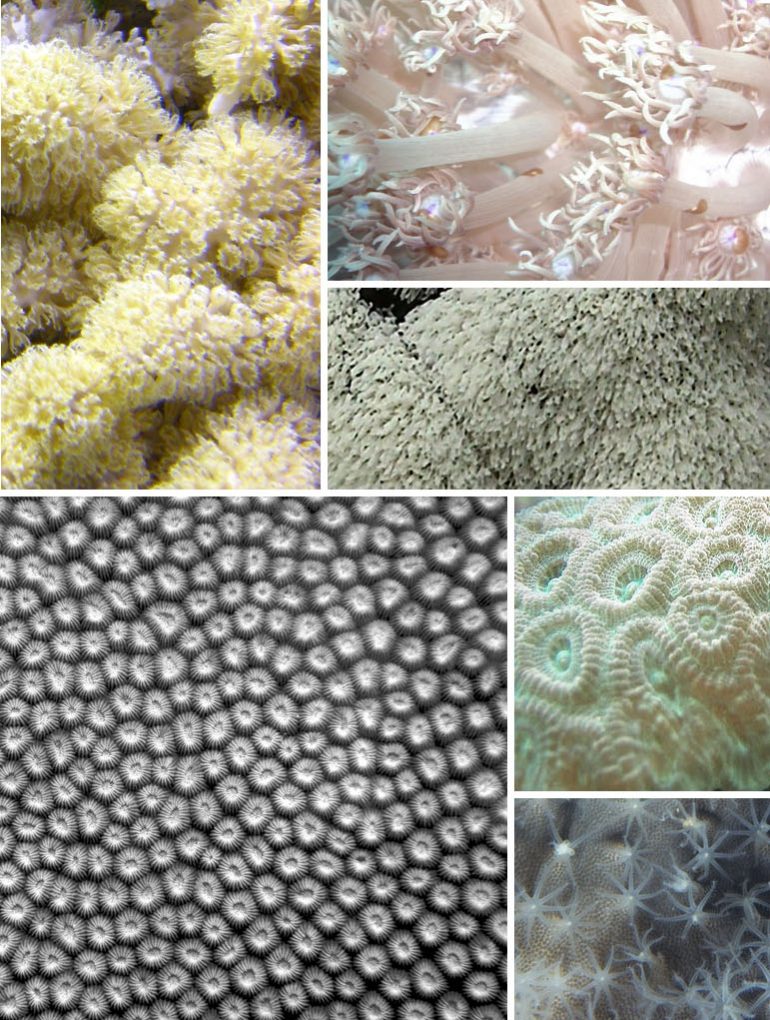 Found Patterns Archives - Page 7 of 11 - Pattern Observer