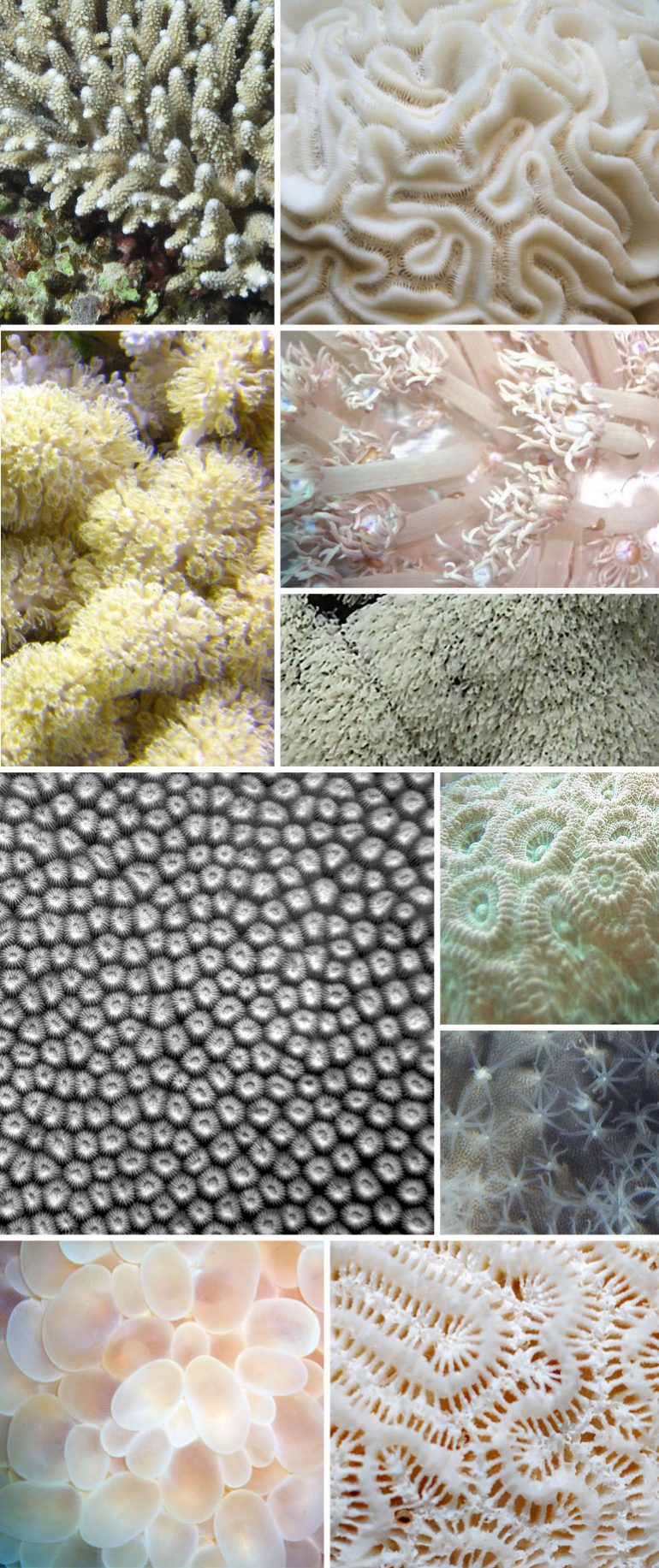 Found Patterns: White Coral - Pattern Observer