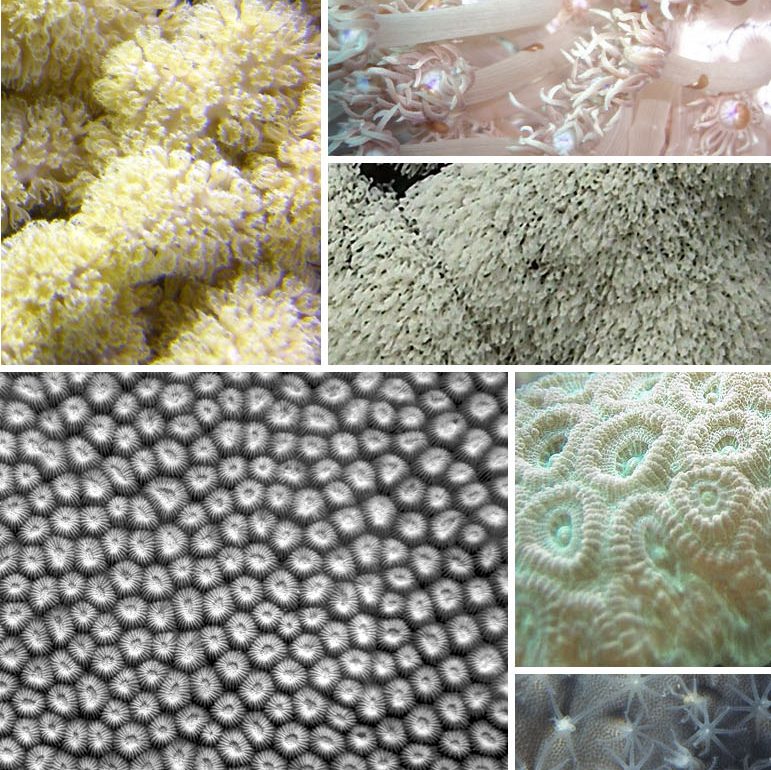 Textile Design Lab Member Highlight: Cape Cod - Pattern Observer