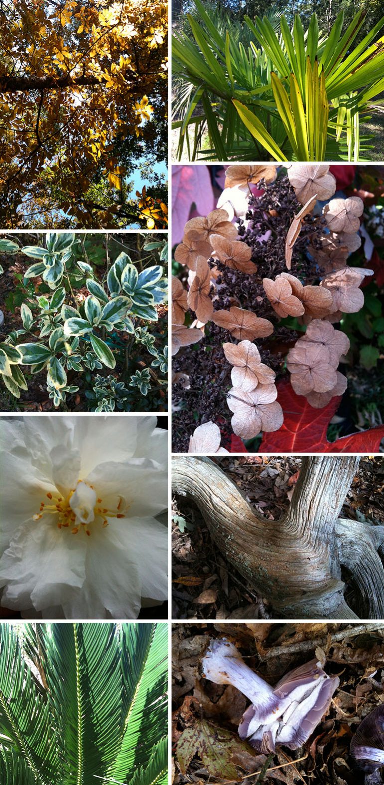 Found Patterns: Fall in The South - Pattern Observer