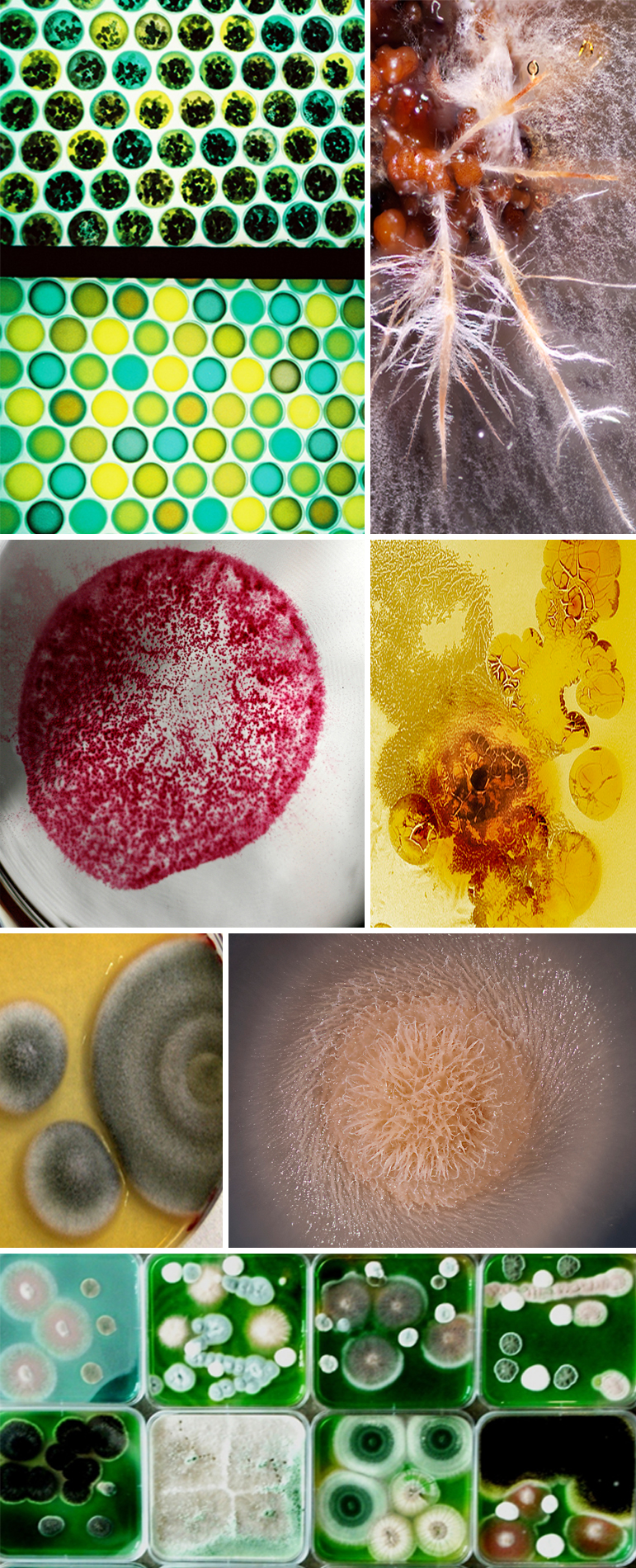 Found Patterns The Science Around Us Pattern Observer