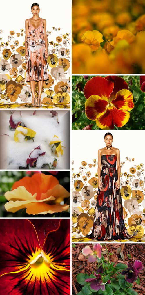 Found Patterns: Pansies - Pattern Observer