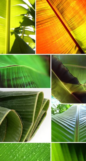 Found Patterns: Banana Leaves - Pattern Observer