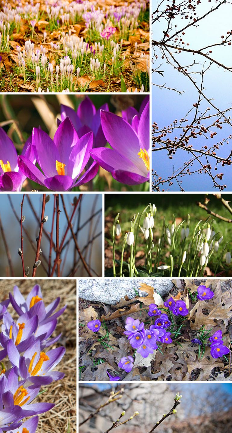 Found Patterns: Signs of Spring - Pattern Observer