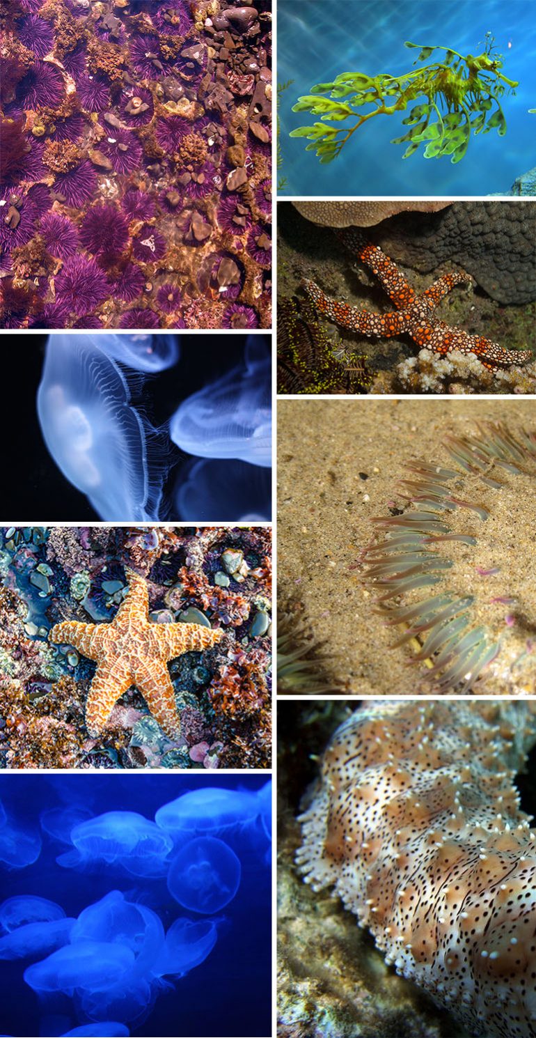 Found Patterns: Sea Creatures - Pattern Observer