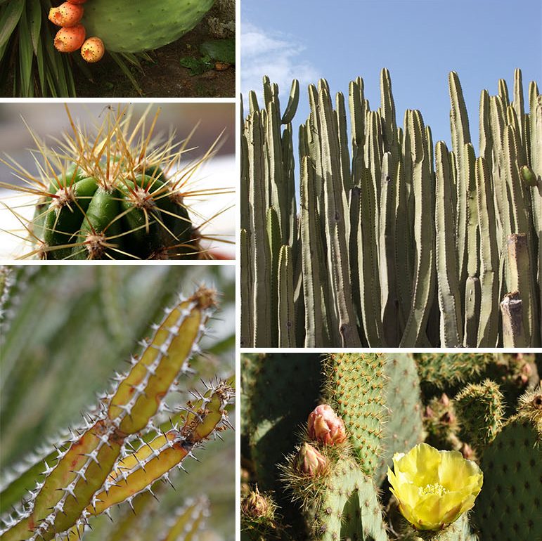 Found Patterns: Ornate Ceilings - Pattern Observer