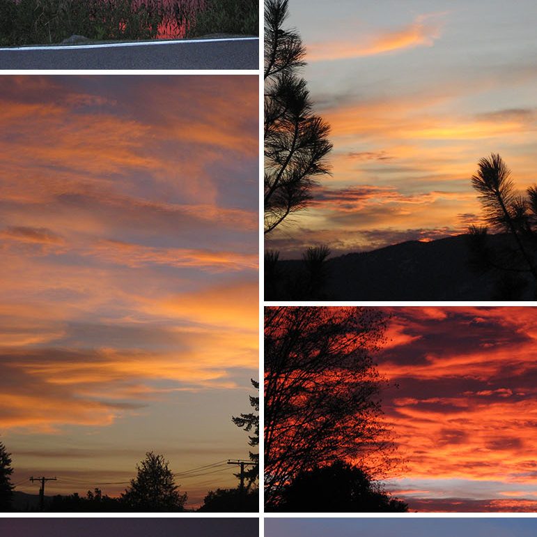 Found Pattern: Flower Fields - Pattern Observer