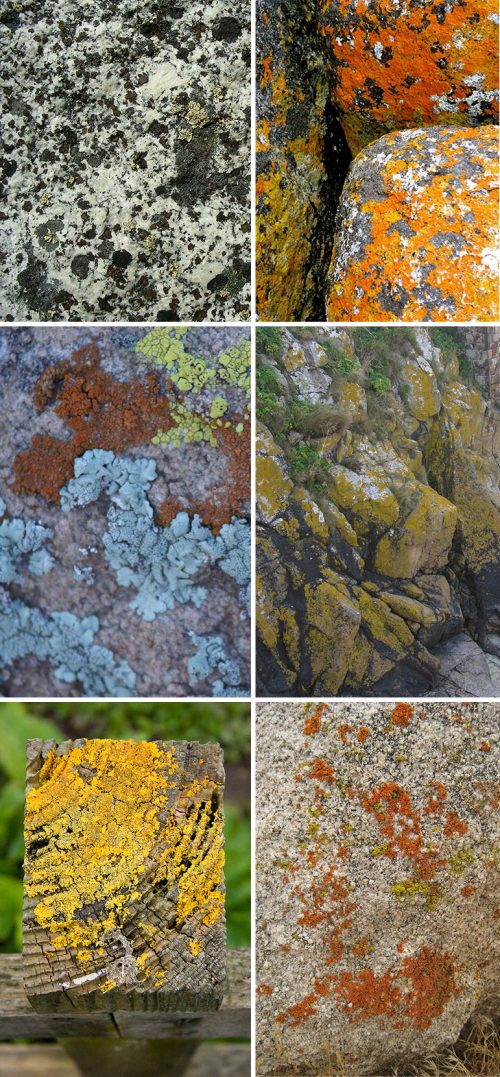 Found Patterns: Lichen - Pattern Observer