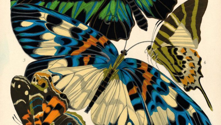 The Other Life of Eugène Séguy, Entomologist - Pattern Observer