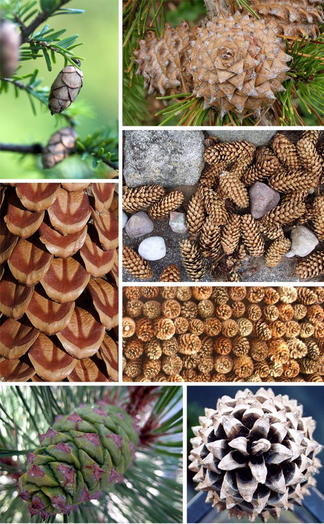 Found Patterns: Pinecones - Pattern Observer
