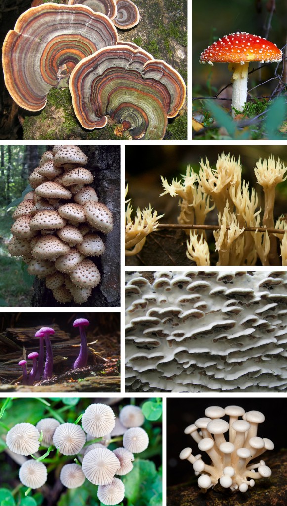 Found Patterns: Fungi - Pattern Observer