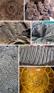 Found Patterns: Fossils - Pattern Observer