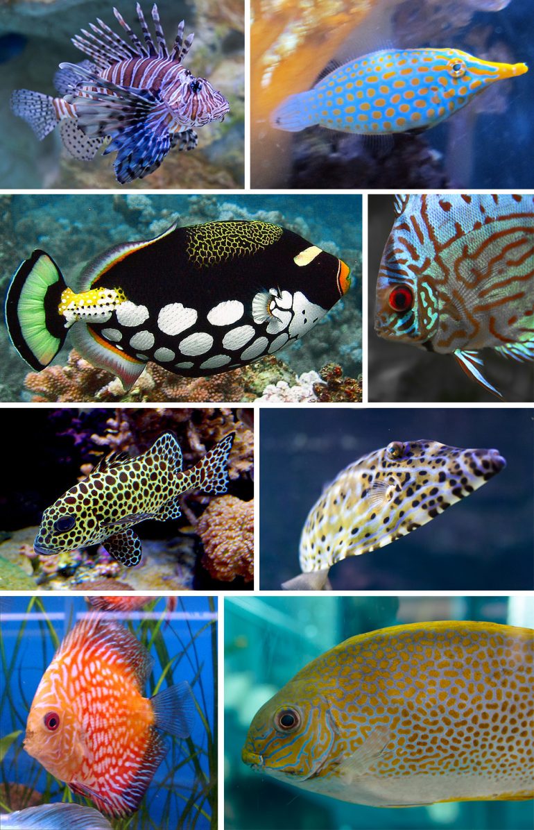 Found Patterns: Tropical Fish - Pattern Observer