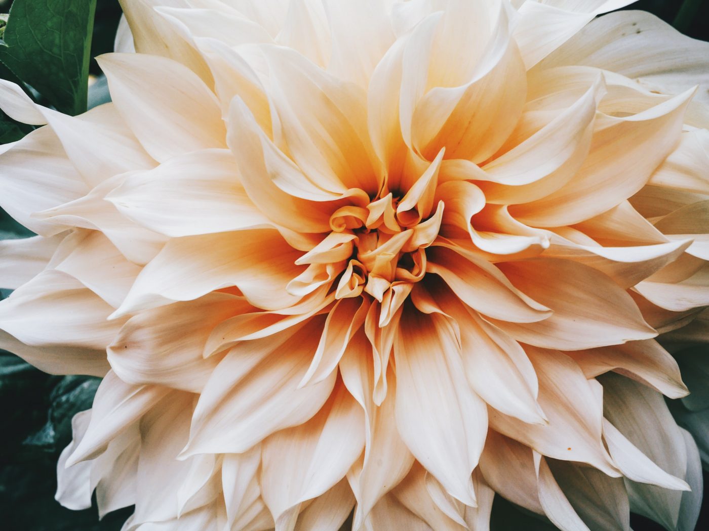 Top 5 Flowers for Surface Pattern Design - Pattern Observer